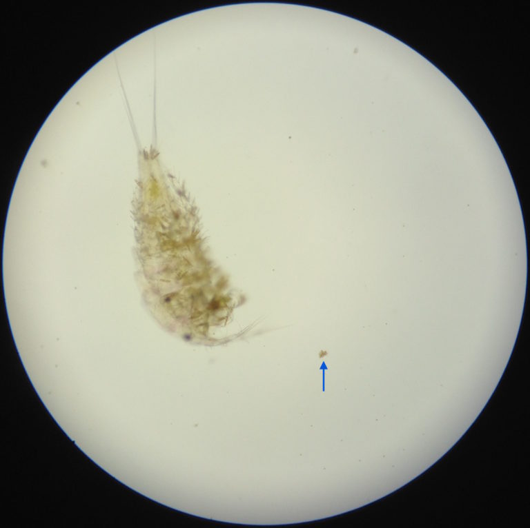 Feeding Fish Pods for Good Nutrition | Copepods | The Algae Lab - AlgaeBarn