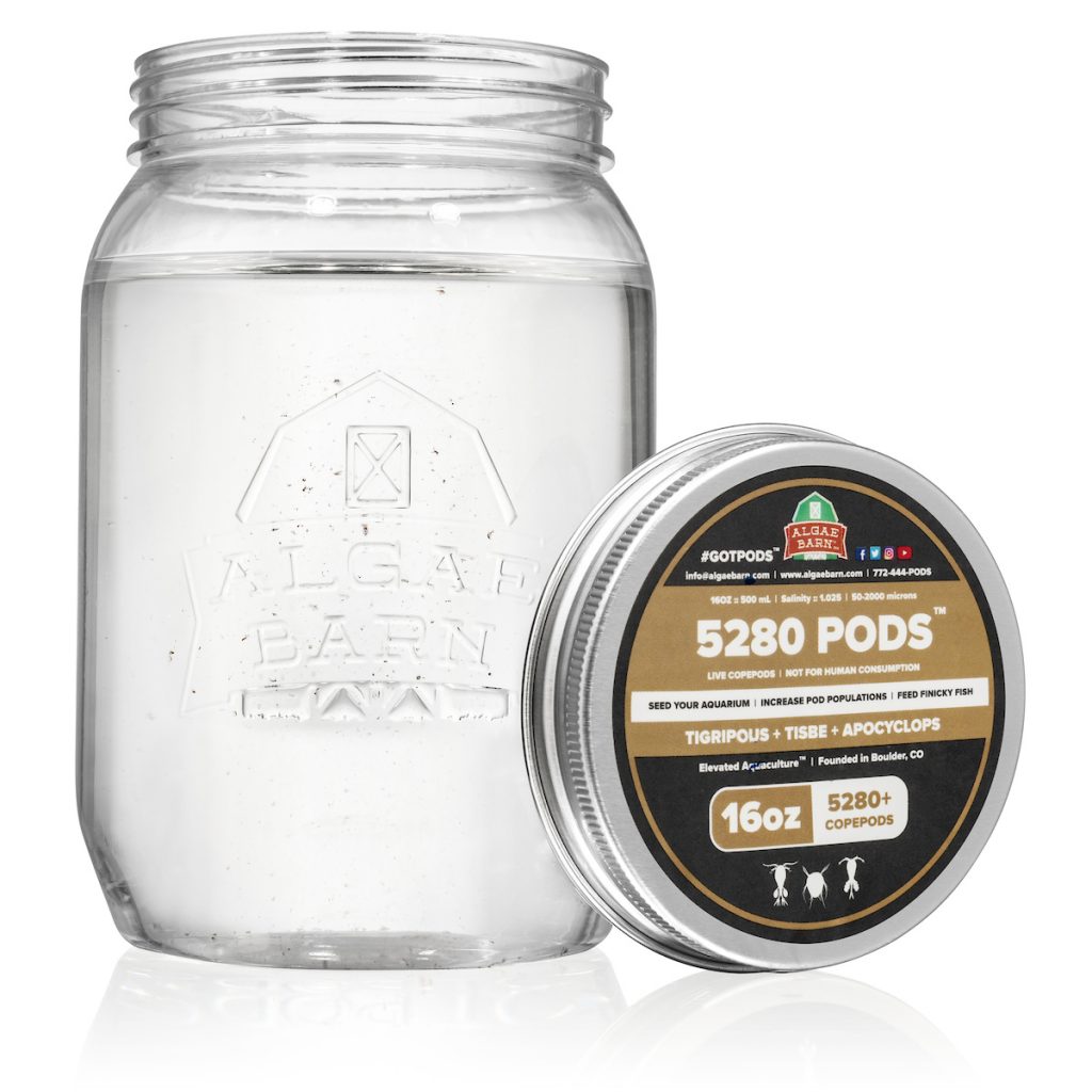 ORA Candy Cane Coral | AlgaeBarn