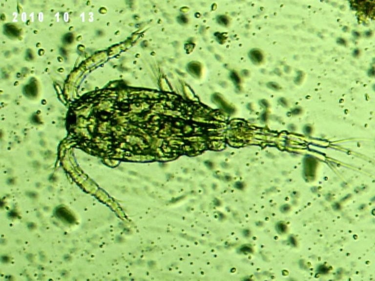 Cyclopoid Apocyclops Panamensis | Copepods | The Algae Lab - AlgaeBarn