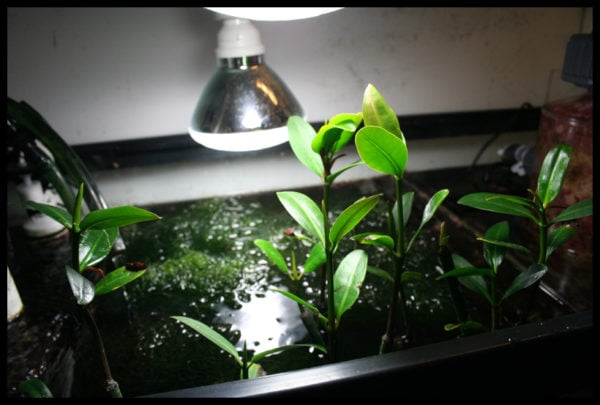 Operating a planted Refugium | Refugiums | The Algae Lab - AlgaeBarn