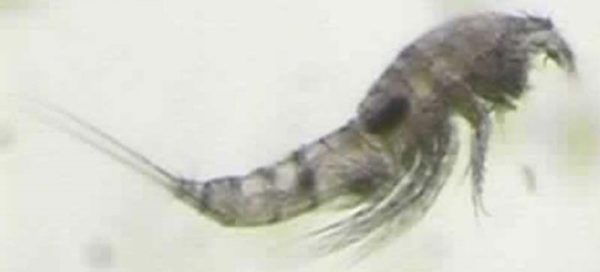 A Closer Look at the Tisbe biminiensis | Copepods | The Algae Lab ...