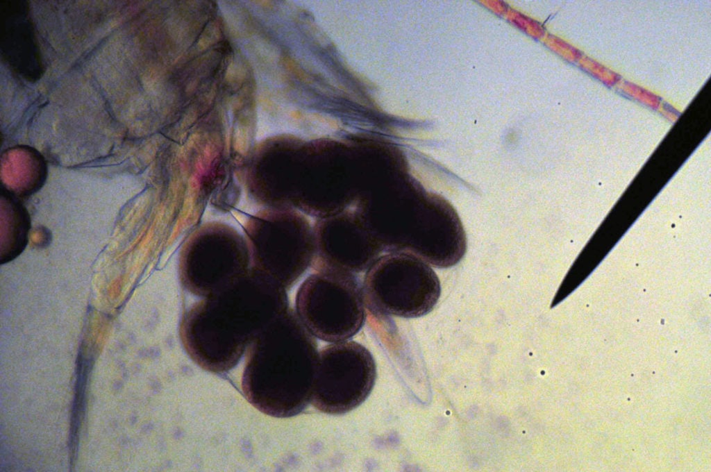 A Closer Look at the Tisbe biminiensis | Copepods | The Algae Lab ...
