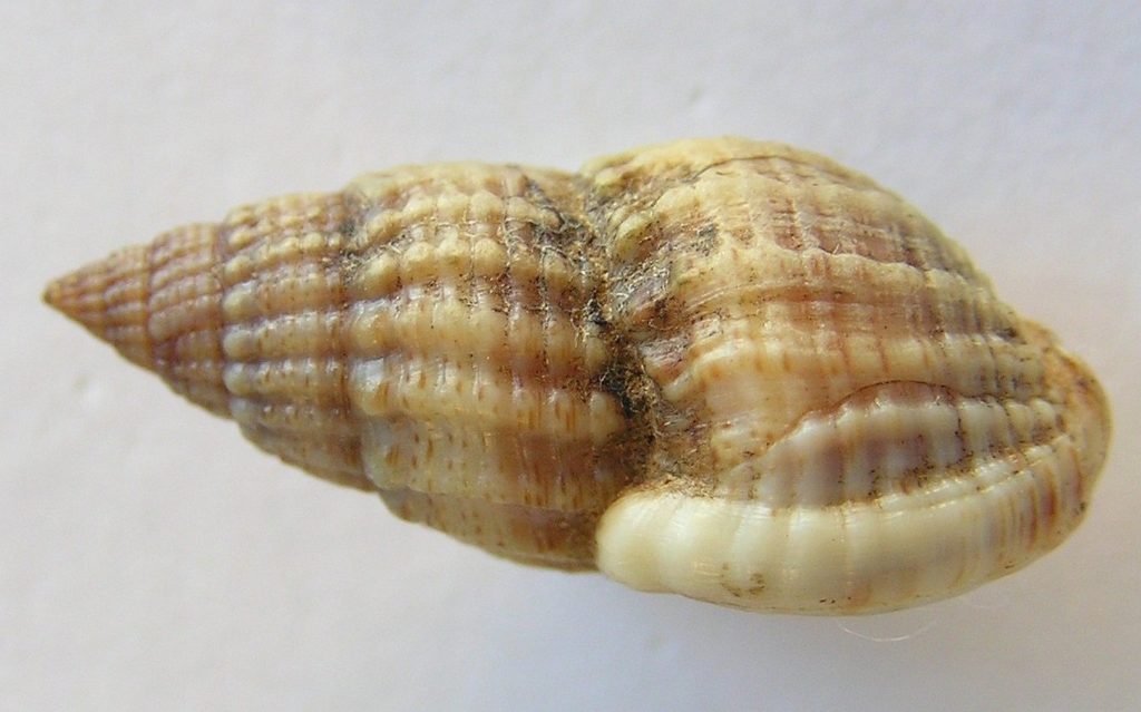 About Sand-Sifting Nassarius Snails | Clean up Crews | AlgaeBarn