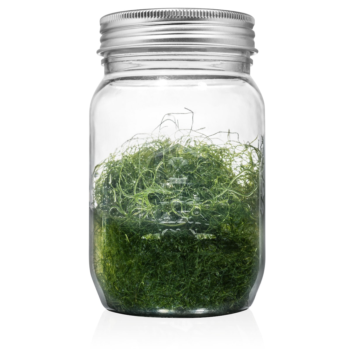 Chaeto for Sale | Macroalgae | Chaetomorpha - AlgaeBarn