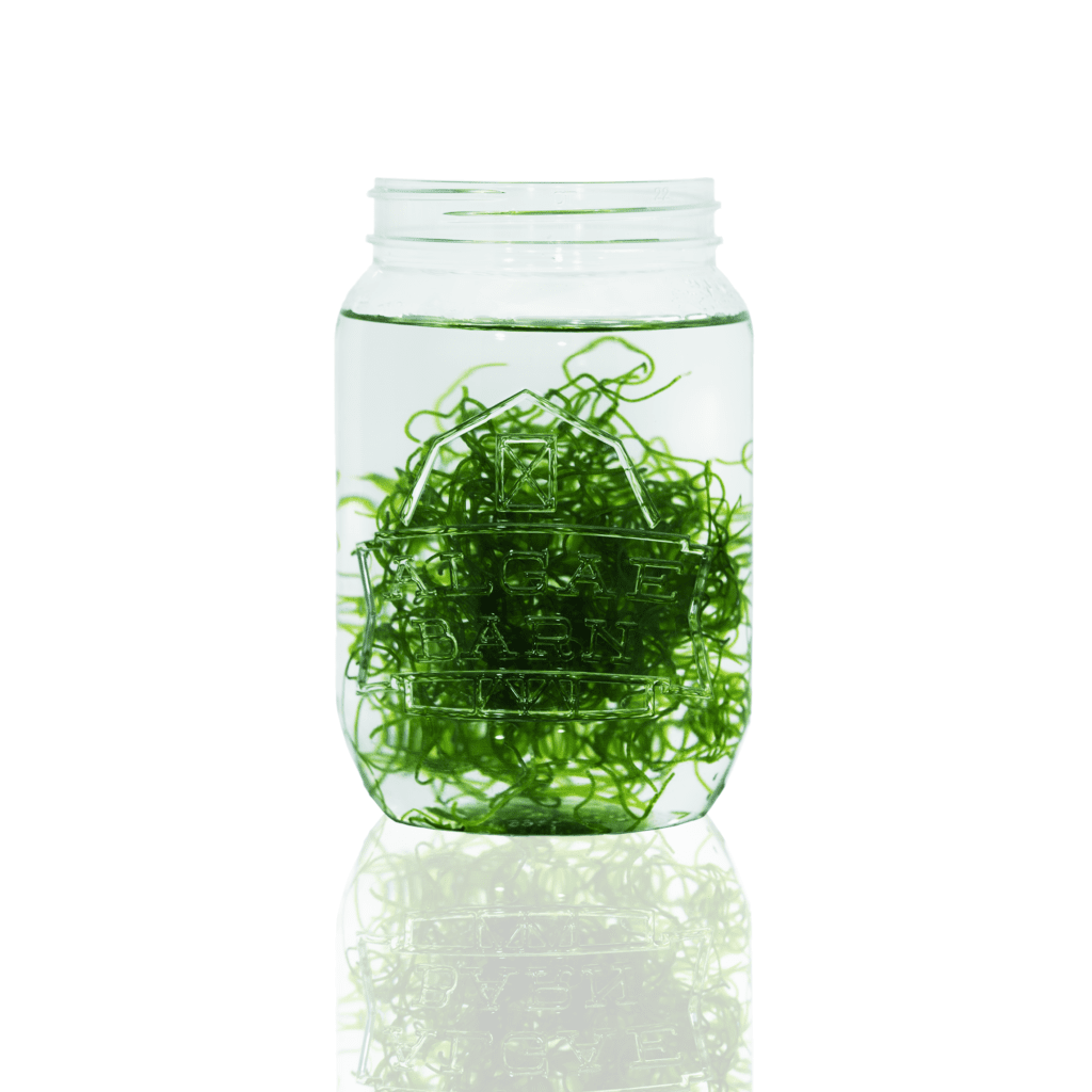 Sponges in the Aquarium | Sponges | The Algae Lab - AlgaeBarn