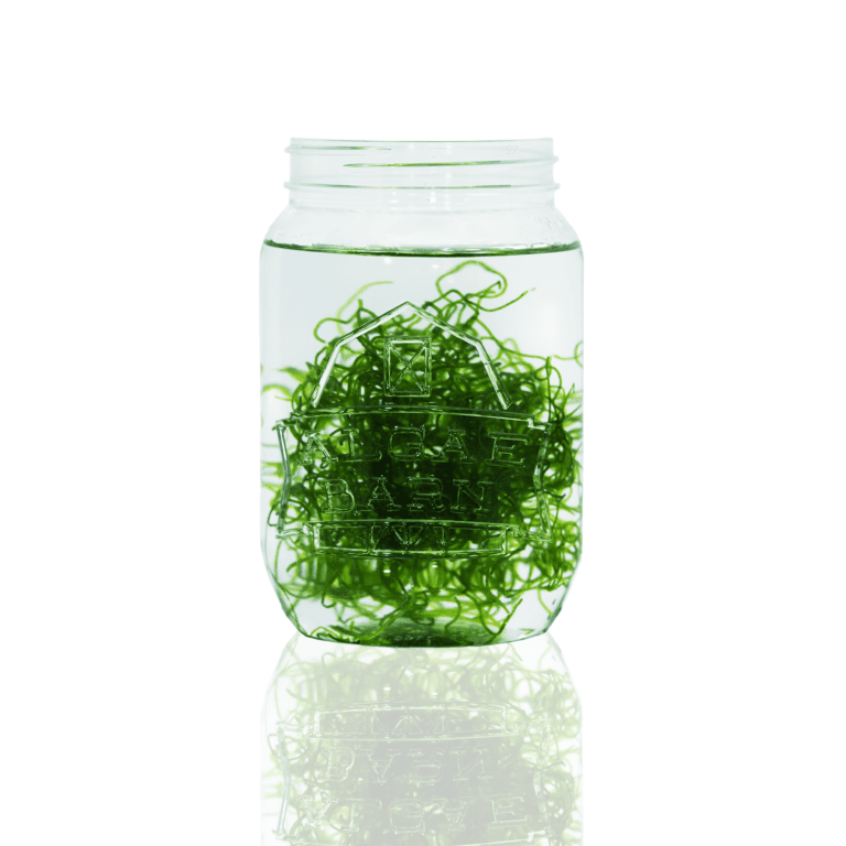 Amphipods and/or Copepods? | Refugium Education | AlgaeBarn