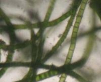 About Green Alga Chaetomorpha | Macroalgae | The Algae Lab - AlgaeBarn