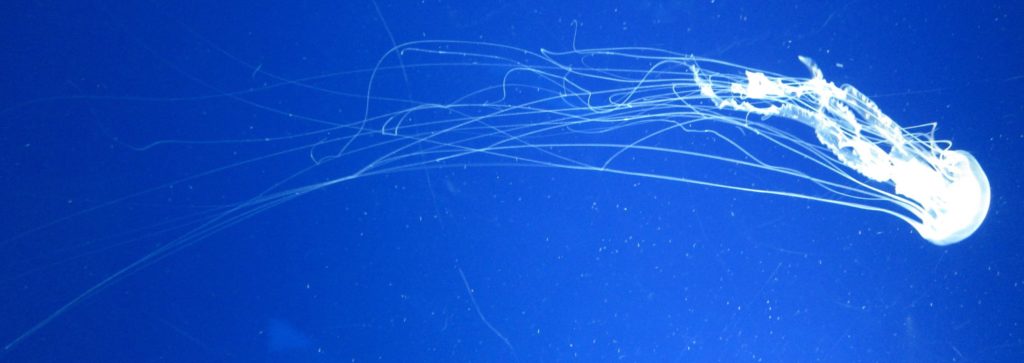 The Atlantic Sea Nettle | Invertebrate Care | The Algae Lab - AlgaeBarn