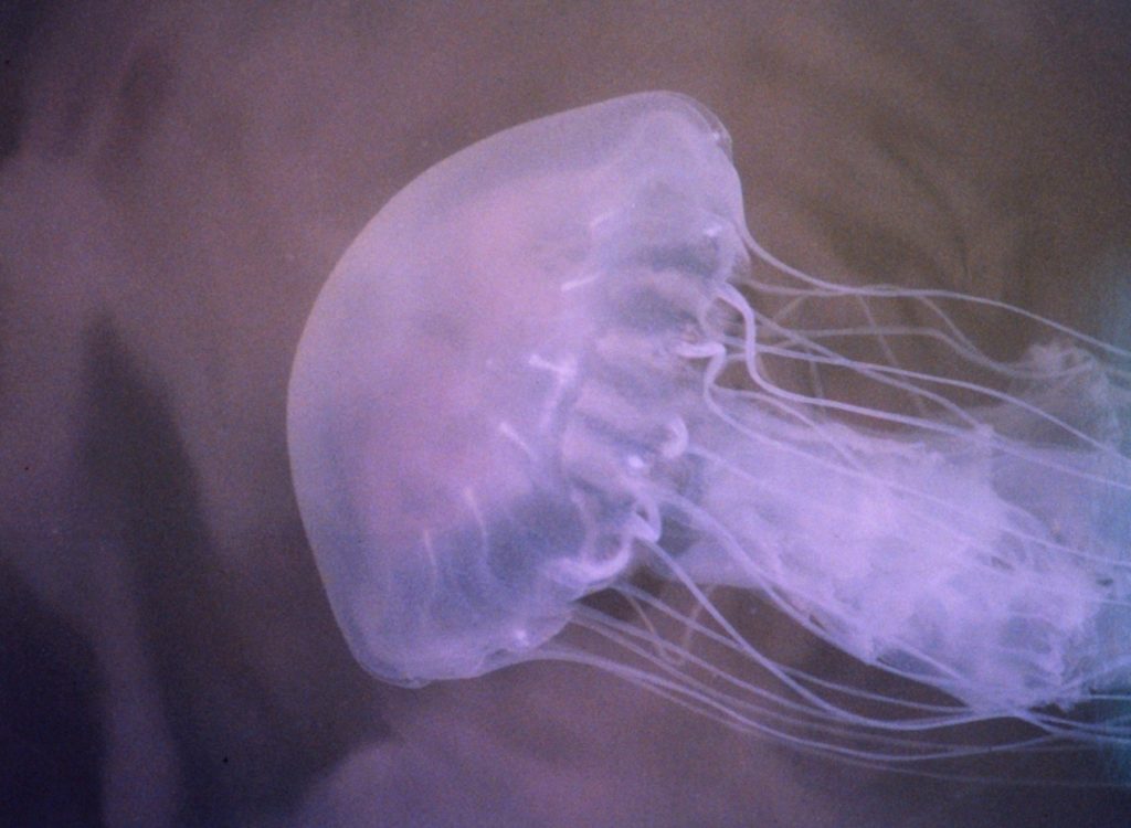 The Atlantic Sea Nettle | Invertebrate Care | The Algae Lab - AlgaeBarn