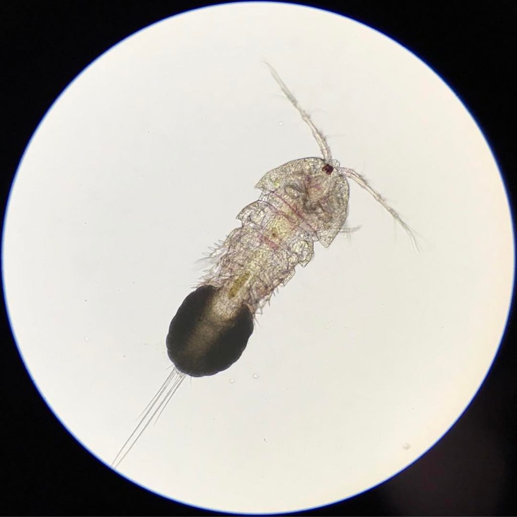 Copepoda: The Ocean’s Cornucopia | Copepod Help | AlgaeBarn.com