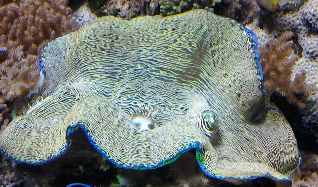 Thalassiosira: Big & Beneficial | Phytoplankton Education | AlgaeBarn