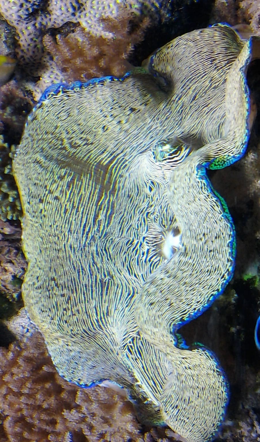 Thalassiosira: Big & Beneficial | Phytoplankton Education | AlgaeBarn