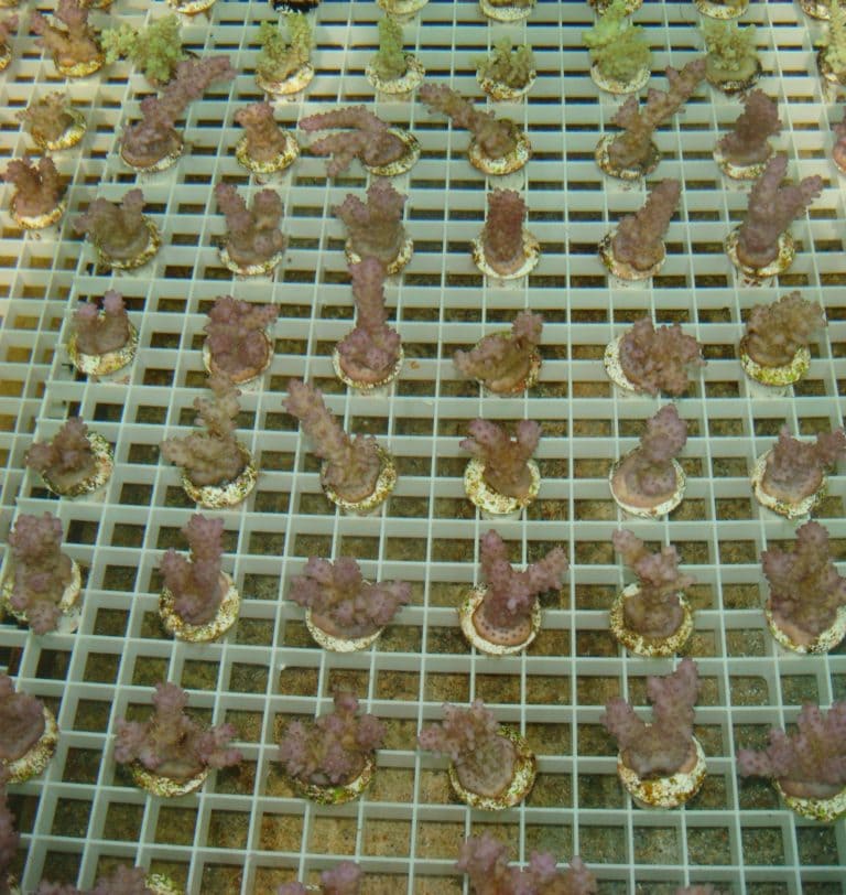 Adding Pods to your Reef Tank | Copepods | The Algae Lab - AlgaeBarn