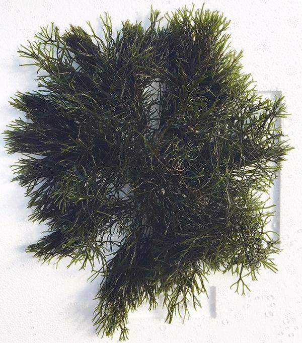 Green Ogo Gracilaria | Macroalgae | Aquacultured Algaes - AlgaeBarn