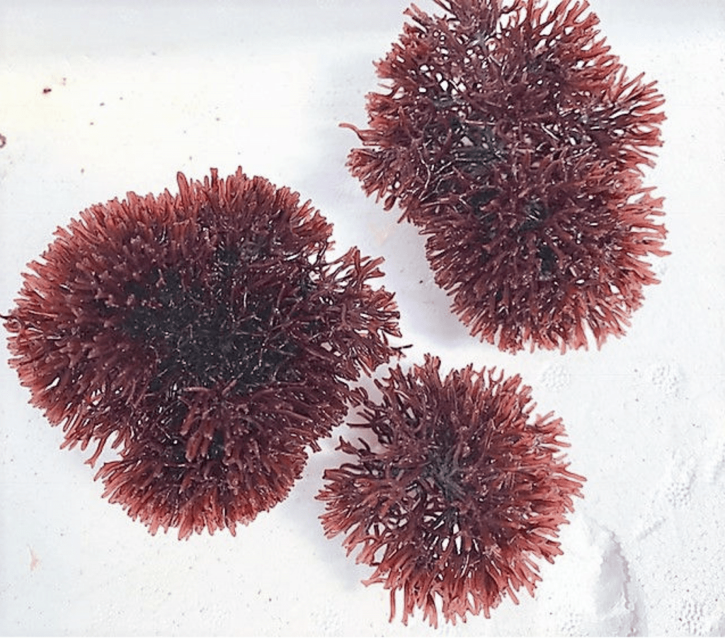 Spike Sphere | Macroalgae | Saltwater Aquarium Plants - AlgaeBarn