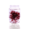 Thick Ogo Gracilaria | Macroalgae | AlgaeBarn