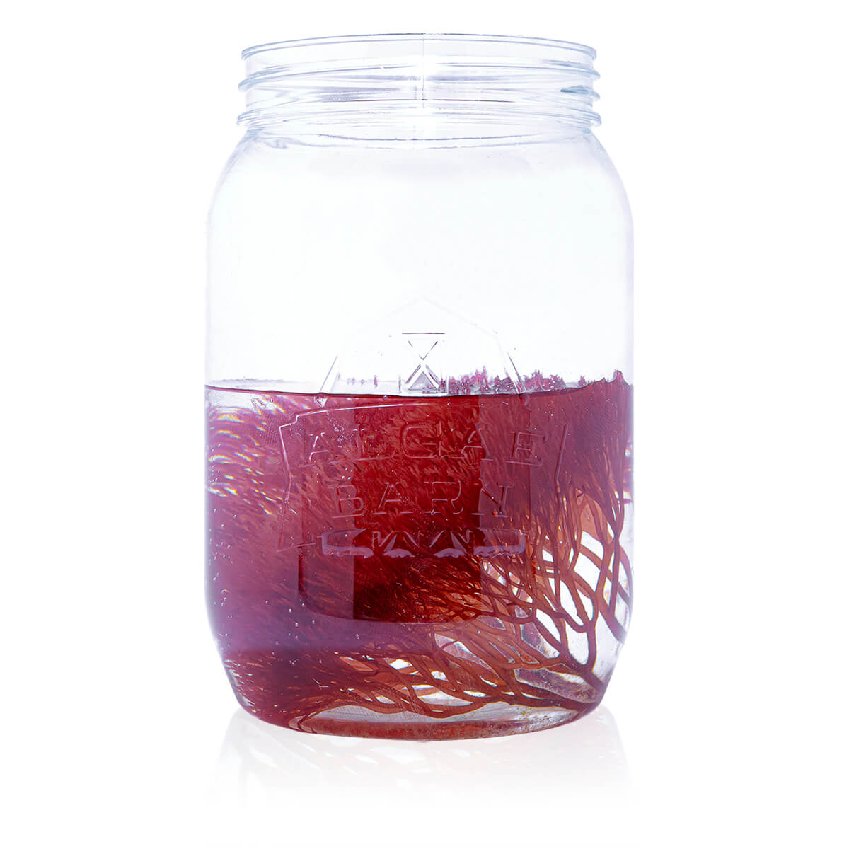 Red Ogo Gracilaria | Macroalgae | Aquacultured Macro Algae - AlgaeBarn