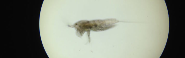 Pod Size Matters | Copepods | The Algae Lab - AlgaeBarn