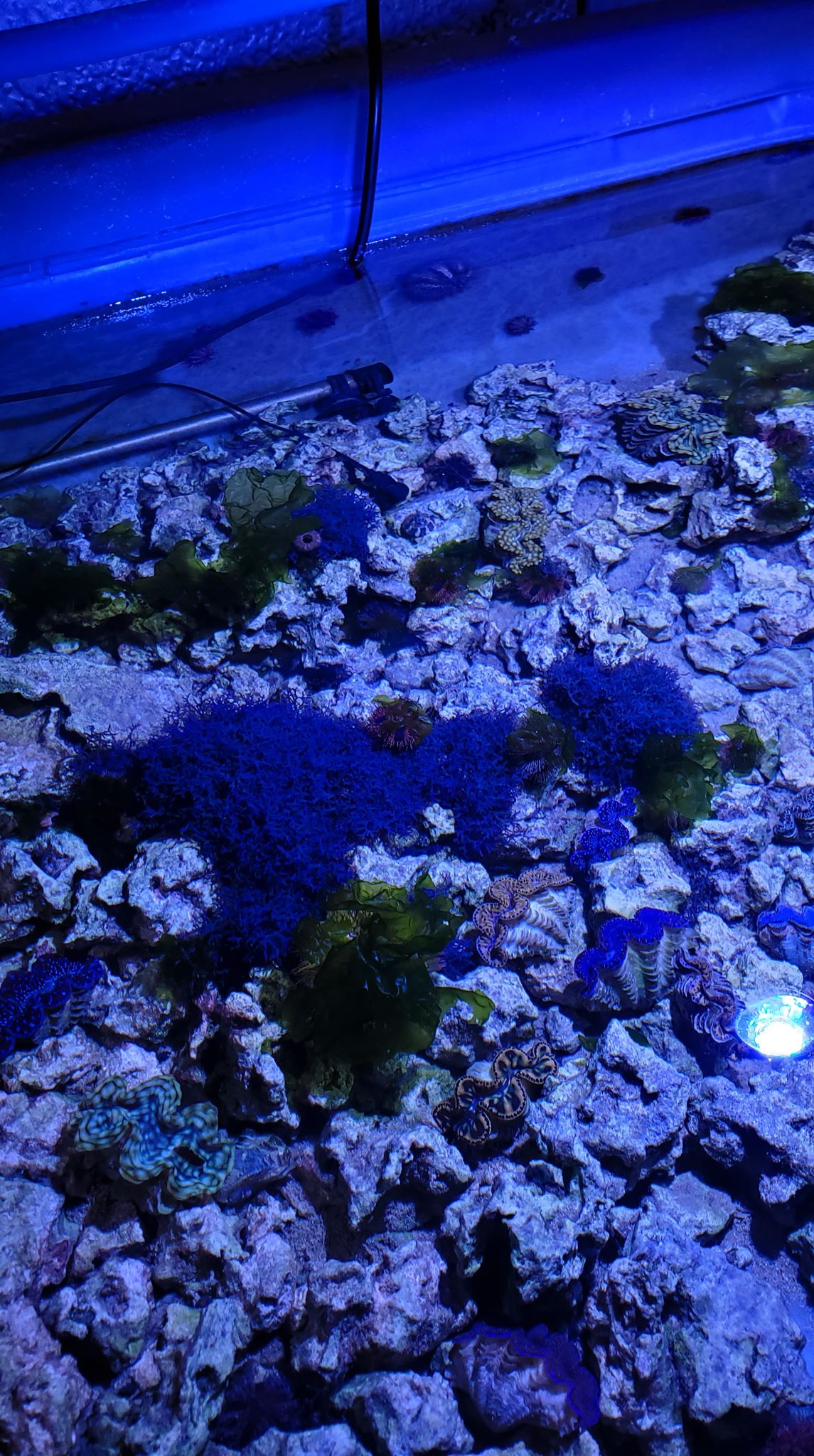 Blue Hypnea | AlgaeBarn.com