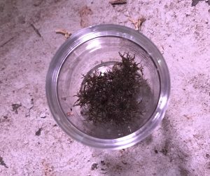 Blue Hypnea | Premium Macroalgaes | AlgaeBarn