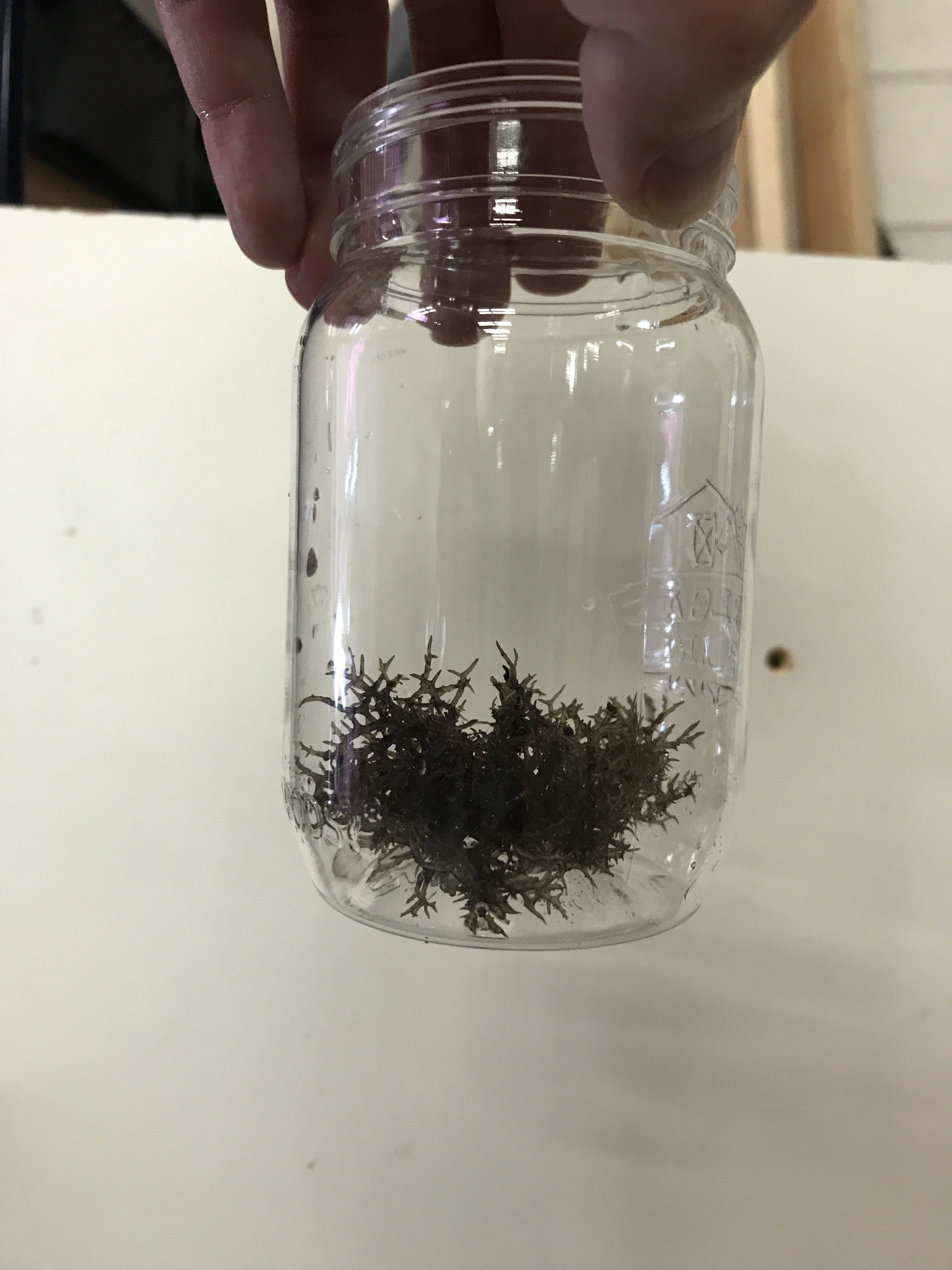 Blue Hypnea | AlgaeBarn.com