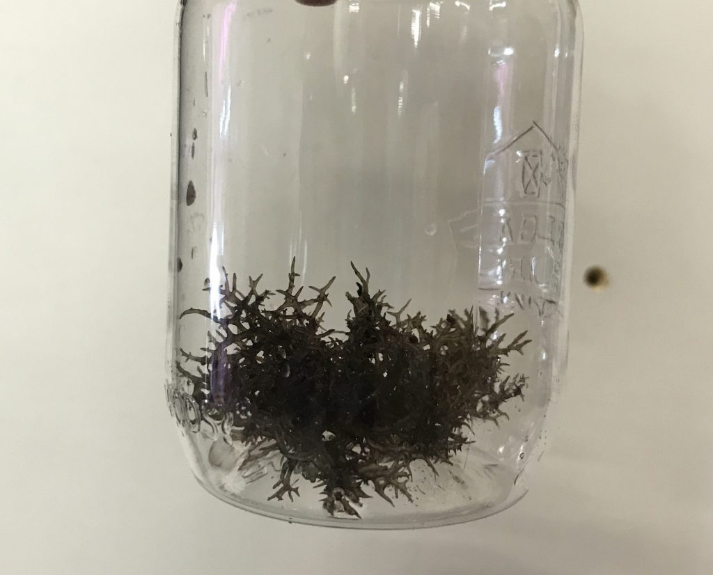 Blue Hypnea | Premium Macroalgaes | AlgaeBarn