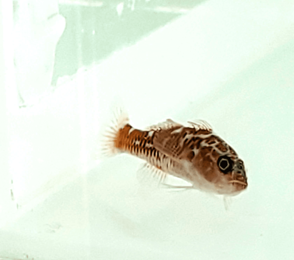 BIOTA White Spotted Dwarf Goby | AlgaeBarn.com