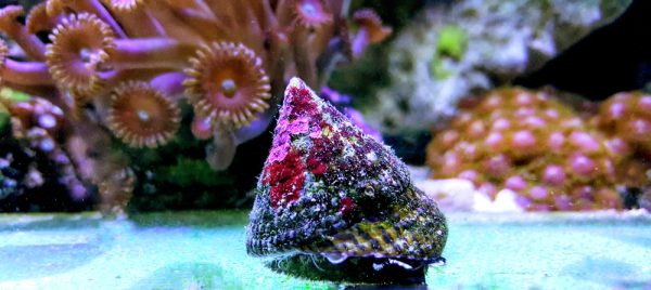 All About Saltwater Snails | Invertebrates | The Algae Lab - AlgaeBarn