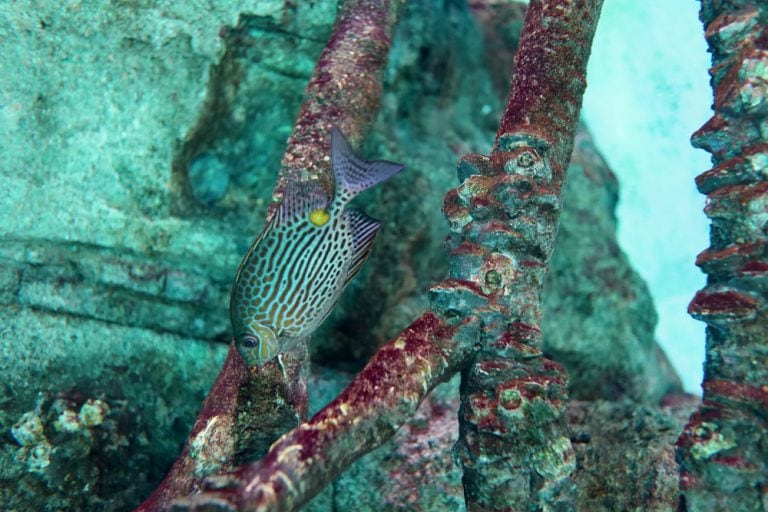 The Goldline Rabbitfish | Captive Bred Fish | The Algae Lab - Algaebarn