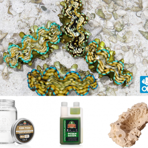 Clams | Aquacultured Maxima, Derasa, Squamosa | AlgaeBarn.com