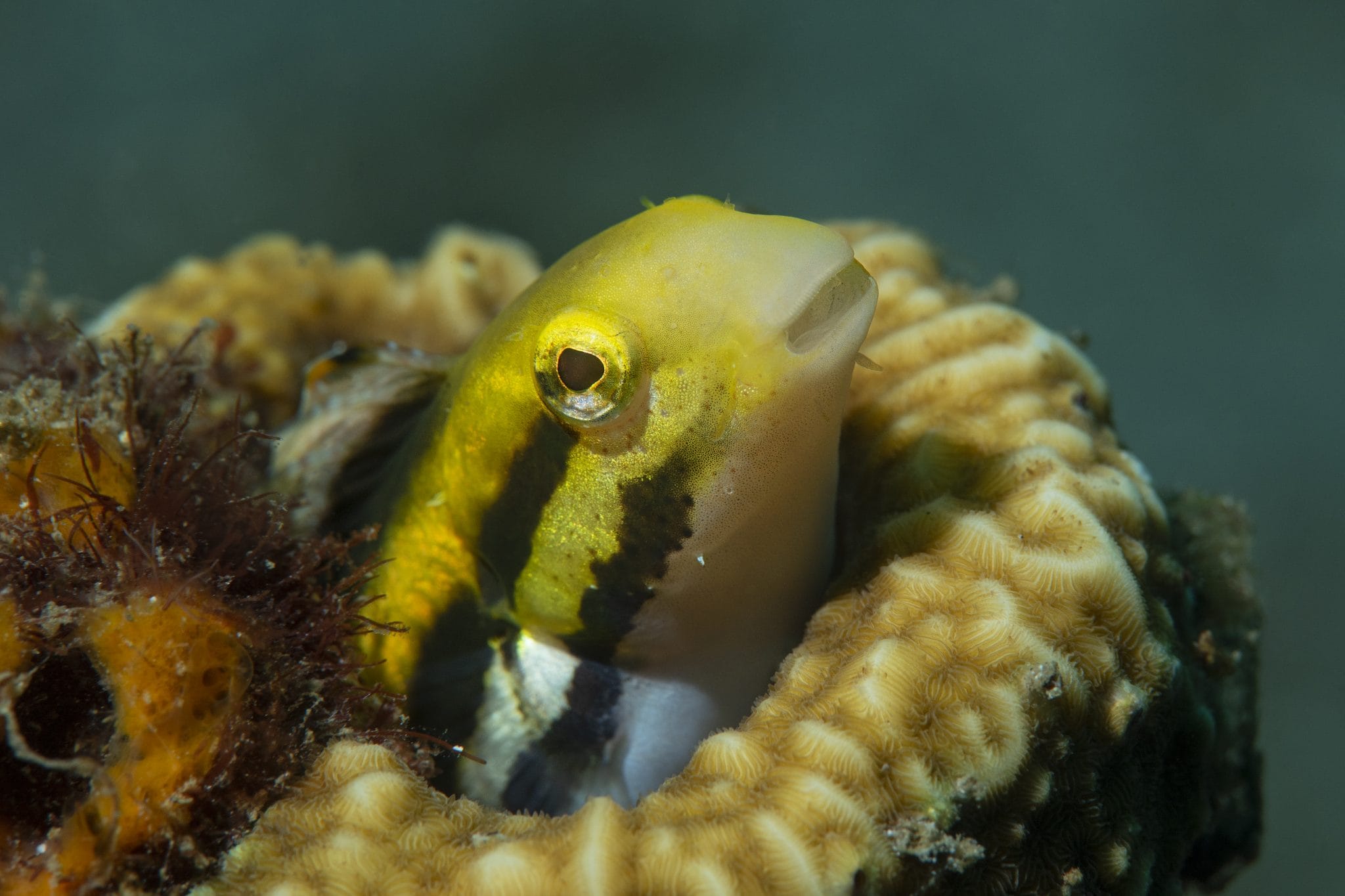 Keeping the Striped Blenny (Meiacanthus grammistes) | Blennies | AlgaeBarn