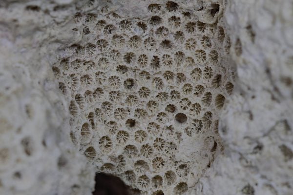 How to Fully Condition Your Dry Reef Rock | Rock and Substrate | AlgaeBarn