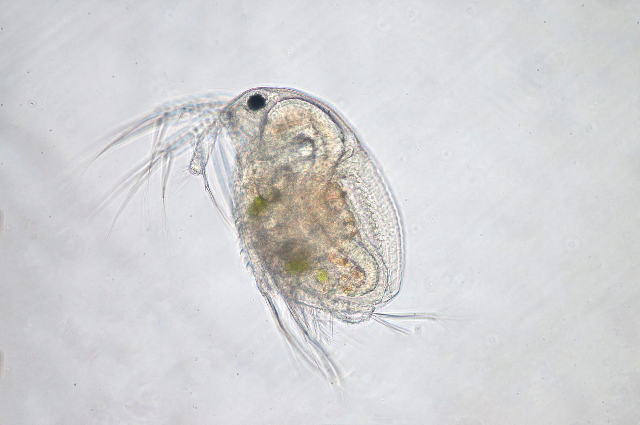 Daphnia as a Live Marine Aquarium Food | Daphnia | AlgaeBarn