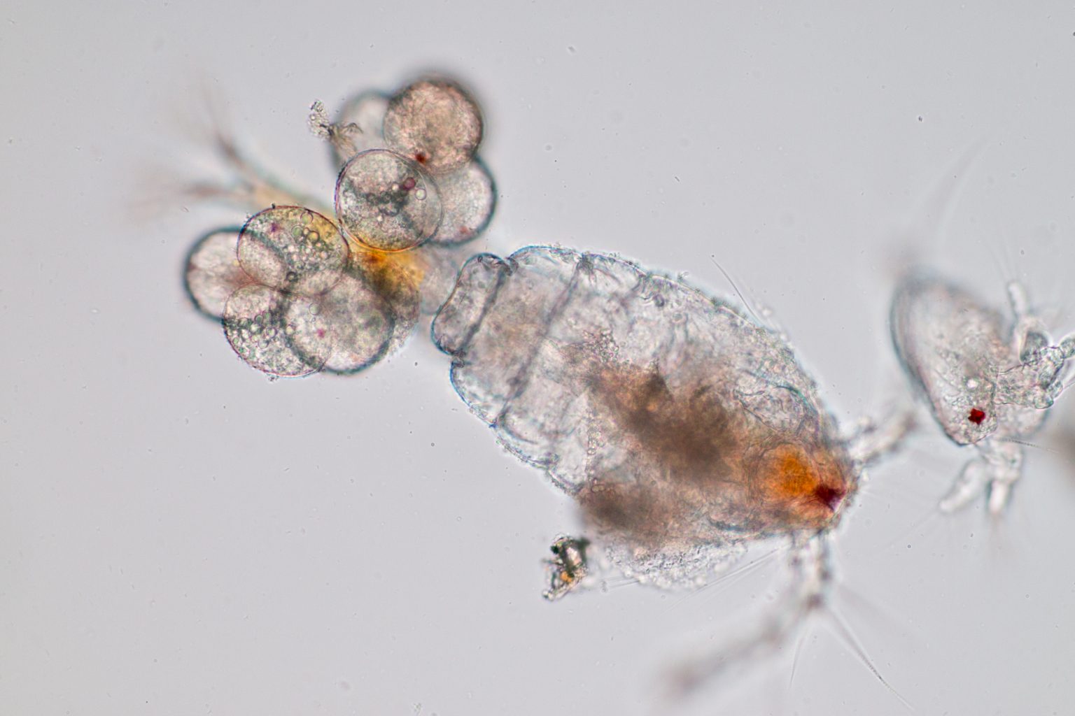 4 Tips for Seeding Live Copepods | Copepods | AlgaeBarn