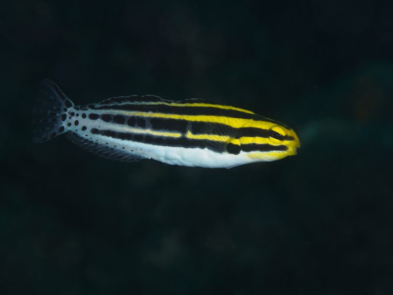Keeping the Striped Blenny (Meiacanthus grammistes) | Blennies | AlgaeBarn