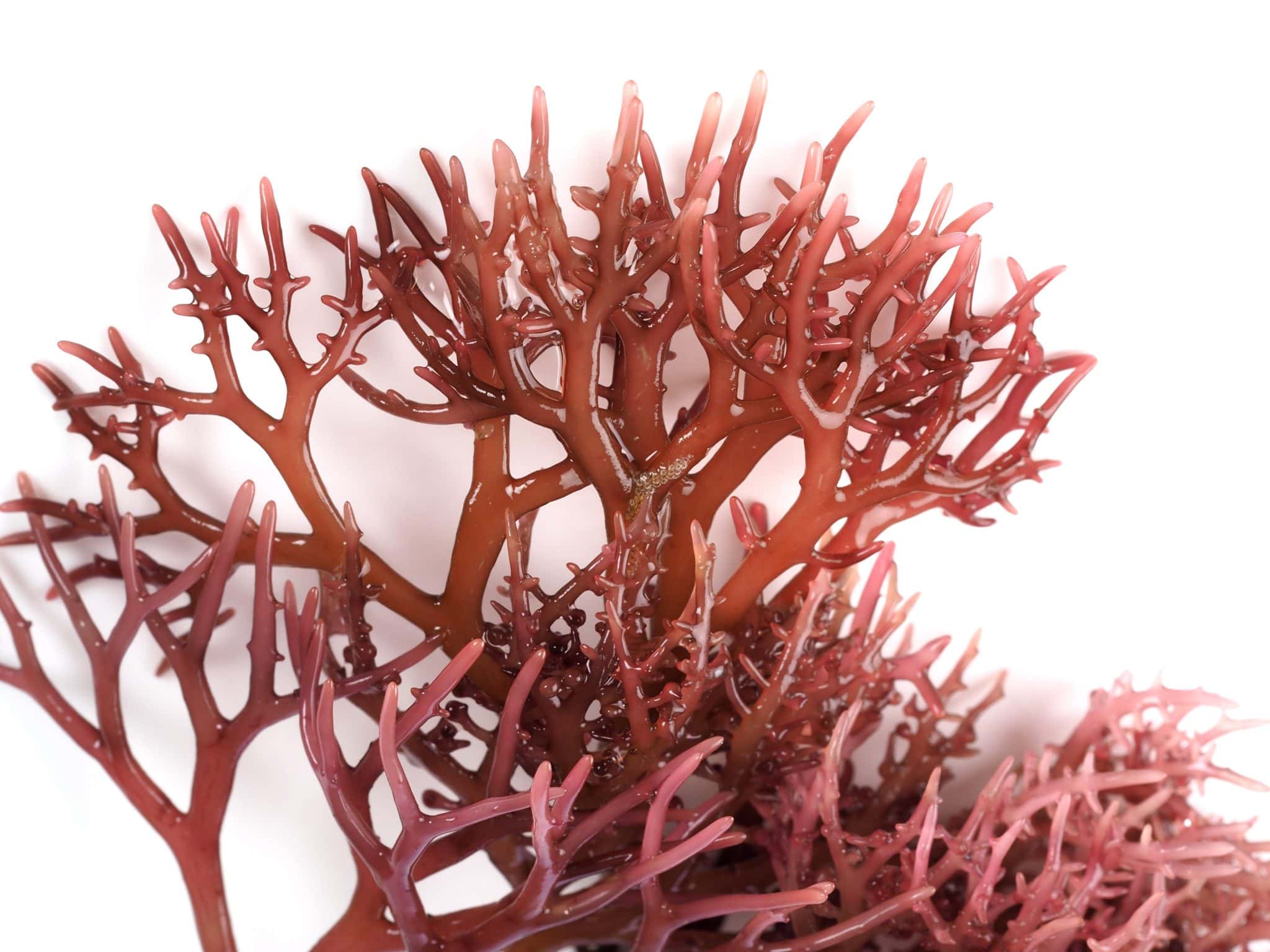 Macroalgae information | Saltwater Aquarium Care | The Algae Lab ...