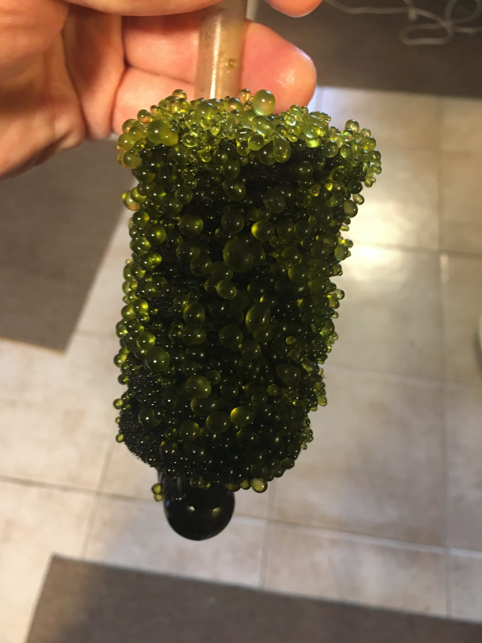 Bubble Algae: How Bad Is It? | Nuisance Algae Help | AlgaeBarn