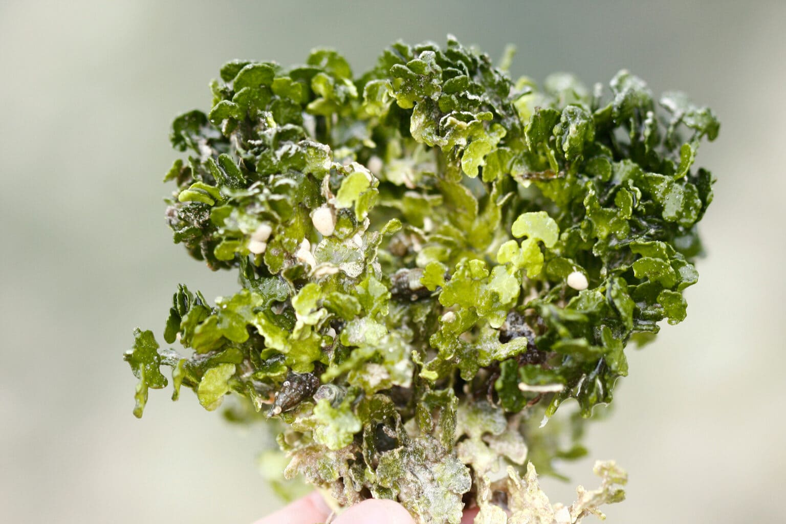 4 Macroalga for Beginners | Macroalgae Education | AlgaeBarn