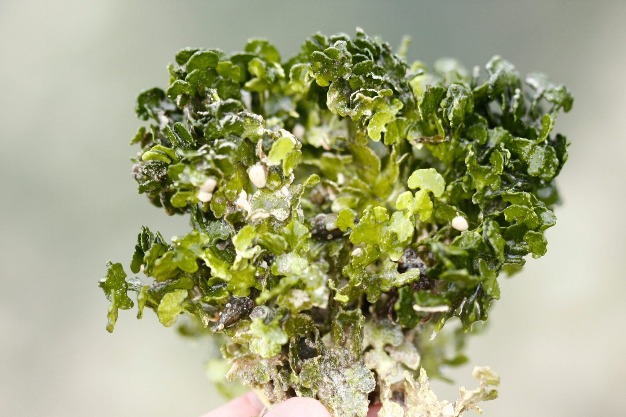 4 Macroalga for Beginners | Macroalgae Education | AlgaeBarn