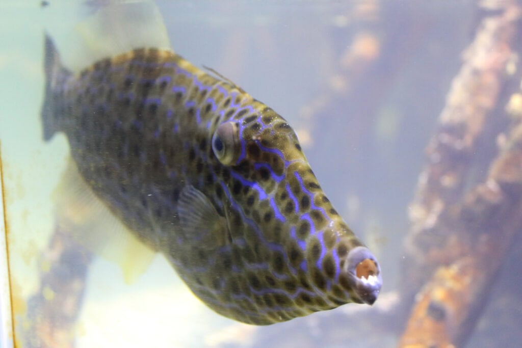 An Overview of the Filefishes | Filefish | AlgaeBarn