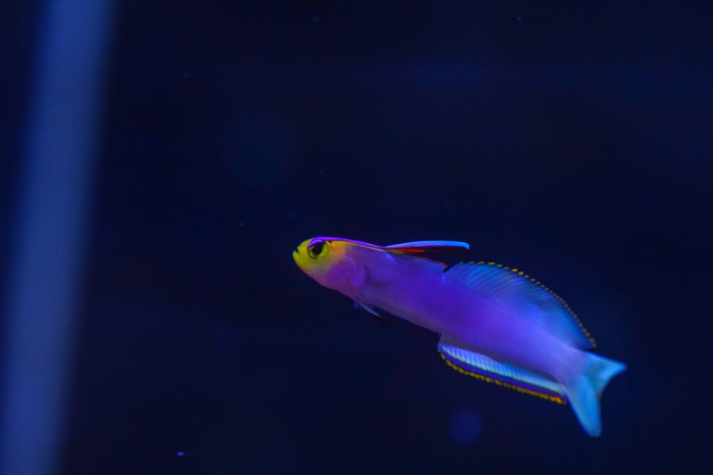 An Overview of the Firefishes | Aquarium Livestock | AlgaeBarn