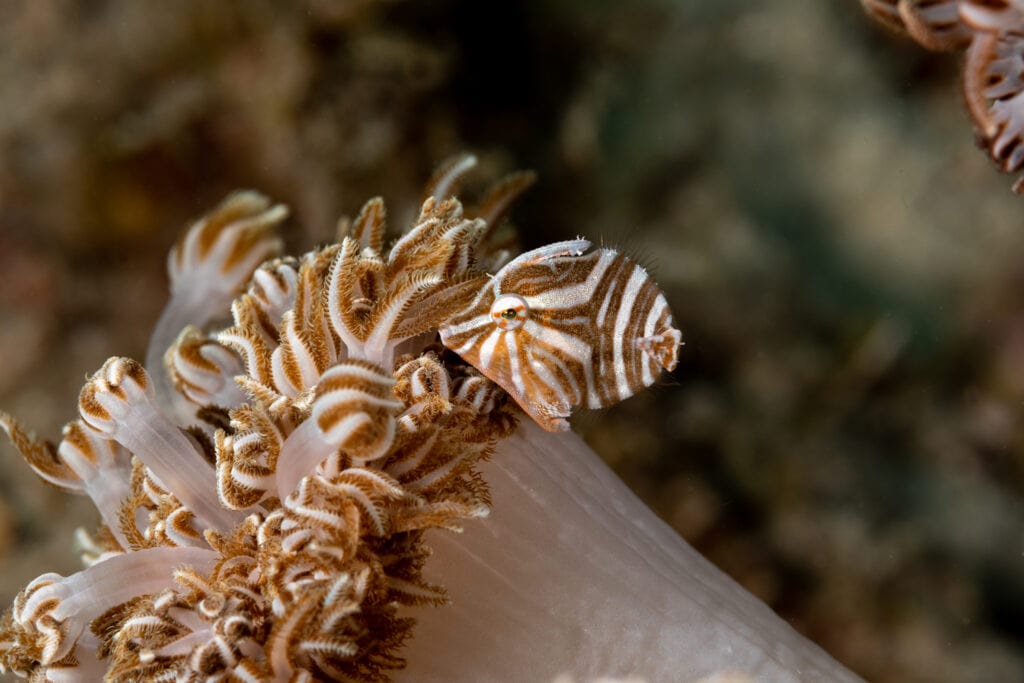 An Overview of the Filefishes | Filefish | AlgaeBarn