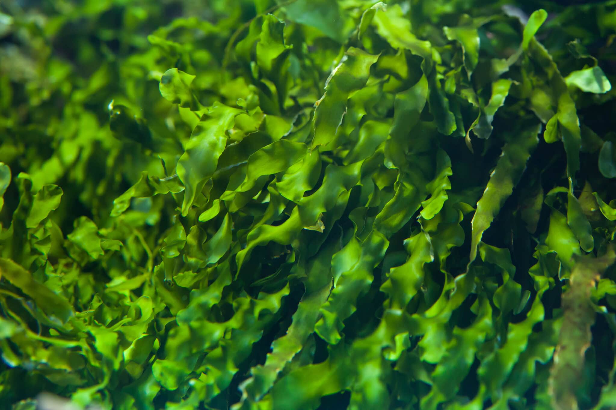 4 Macroalga for Beginners | Macroalgae Education | AlgaeBarn