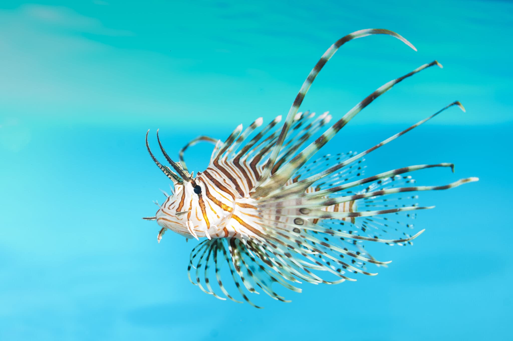 3 Monster Saltwater Fish | Livestock Management AlgaeBarn