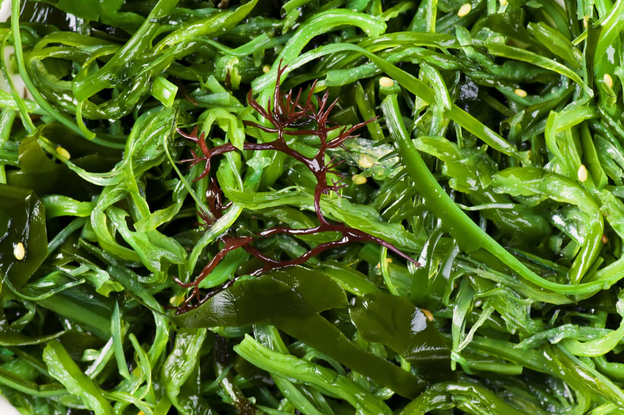 4 Macroalga for Beginners | Macroalgae Education | AlgaeBarn