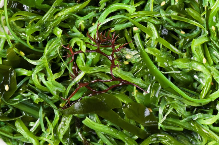4 Macroalga for Beginners | Macroalgae Education | AlgaeBarn