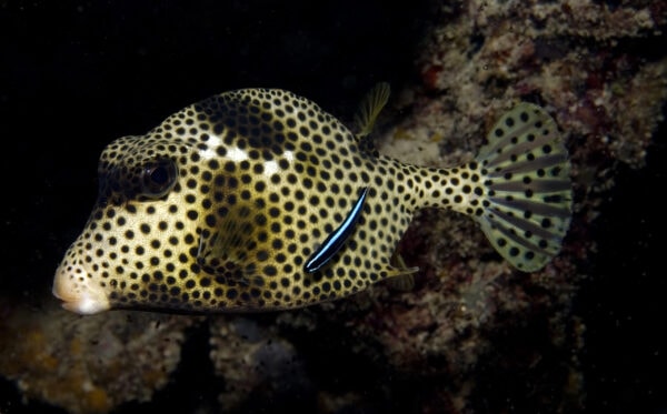 4 Gobies For Beginners | Beginner Saltwater Fish | AlgaeBarn