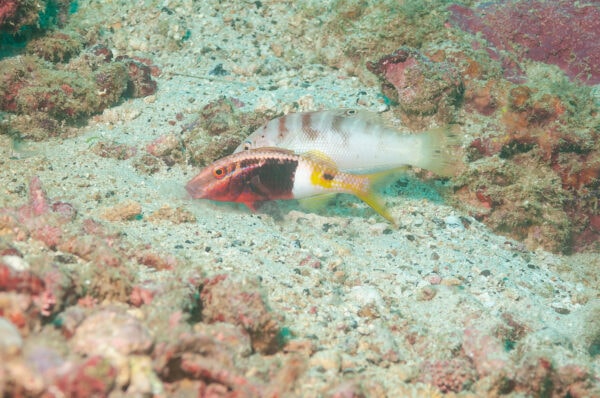 A Look at the Goatfishes | Marine Aquarium Fish | AlgaeBarn