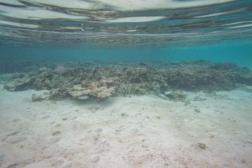 4 Great Saltwater Aquarium Substrates | Substrate Help | AlgaeBarn