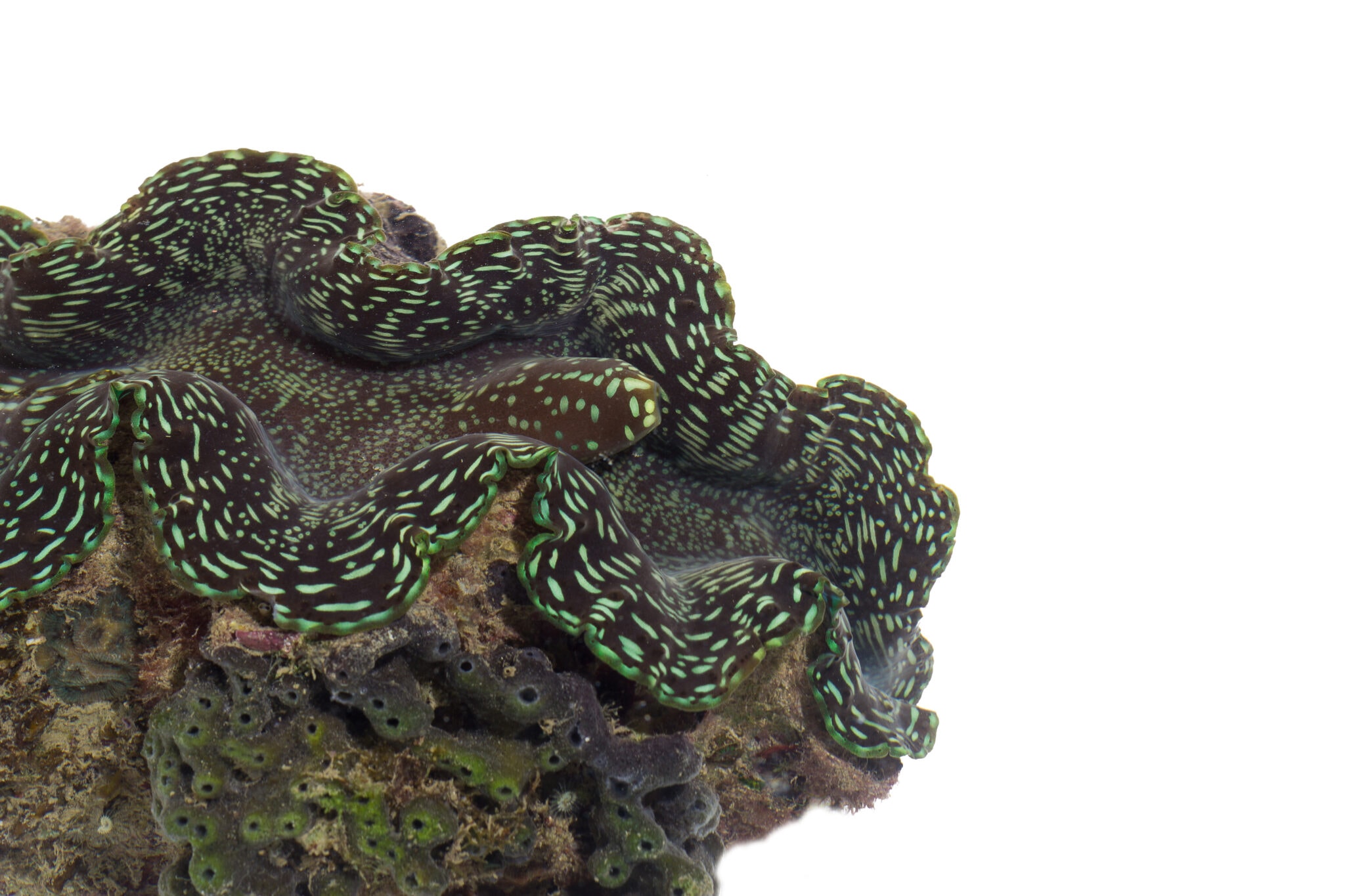 Keeping the Derasa Clam | Clam Keeping Help | AlgaeBarn